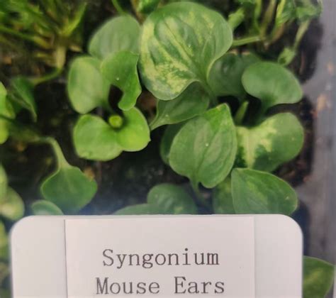 New Stocksyngonium Mouse Ear Guangzhou Plantsup Nursery