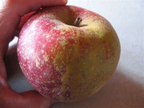 Blue Pearmain Apple