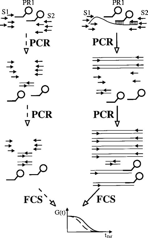 Table 1 From Fluorescence Correlation Analysis Of Probe Diffusion Simplifies Quantitative