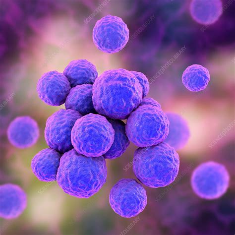 Mrsa Bacteria Artwork Stock Image F0183342 Science Photo Library