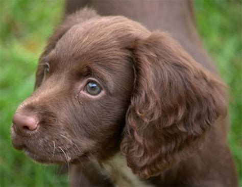 Sprocker Spaniel Ultimate Guide Personality Trainability Grooming