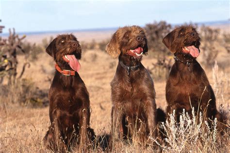 What Breed Is A Poodle Pointer What Breed Is A Poodle Pointer