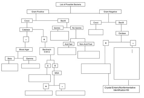 Solved Microbiology Complete The Flow Chart For The Mixed