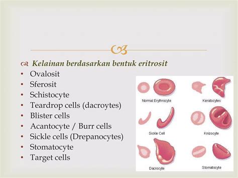 Eritrosit Sel Darah Merah Pptx