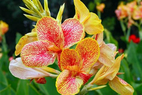 Bunga Kanna 100 Foto Menumbuhkan Bunga Yang Menakjubkan Dan Cerah