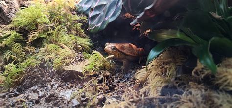 Definitive Guide To Sambava Tomato Frog Facts Habitat Conservation
