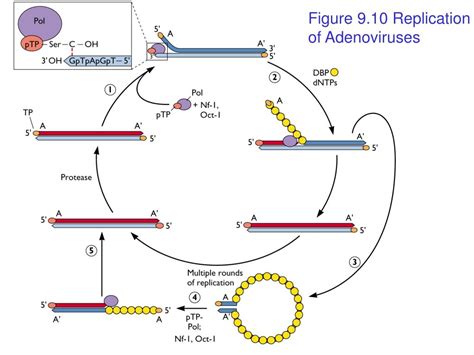 Ppt Dna Virus Replication Chapter 9 Powerpoint Presentation Free Download Id 3101796