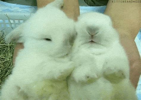 Cute Bunnies S 105 Animated  Pics For Free