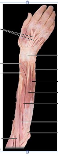 Cadaver Posterior Forearm Diagram Quizlet