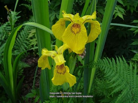 Species Iris Iris Pseudacorus Variegata In The Irises Database