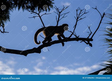 Este Tipo De Simio Es Muy Raro En Brasil Foto De Archivo Imagen De