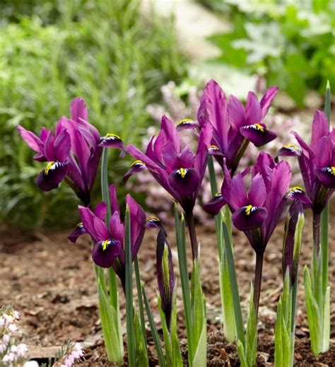 Mini Iris Reticulata Rizom Ljubicast 79190745