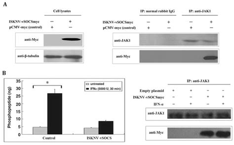 A Immunoprecipitation Ip Assay Cells Were Transfected With