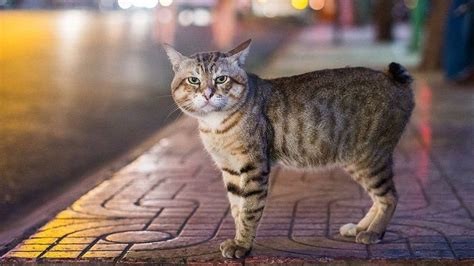 Manx Cat Breed Information Pictures Characteristics And Facts Siamese