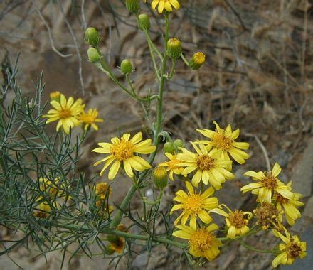 Douglas Groundsel