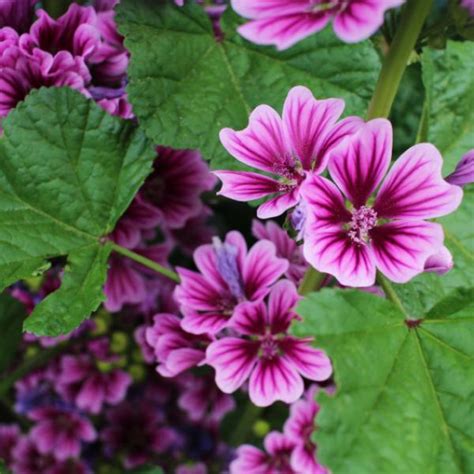 Black Cohosh Propiedades Y Beneficios Para La Menopausia Y El Cáncer De Mama