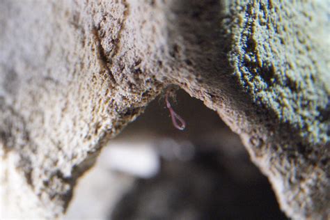 Bone Eating Worms Osedax Spp Zoochat