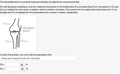 Solved The Femorotibial Joint Is A Synovial Hinge Joint Between The