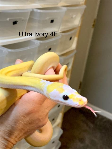Ultra Ivory Reticulated Python By Eggtoothreptiles Morphmarket