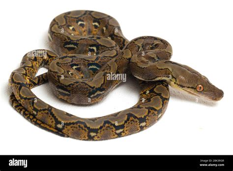 Reticulated Python Python Reticulatus Isolated On White Background