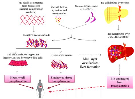 Liver Tissue Engineering At Robert Hambright Blog