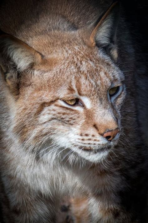 Portrait Of A Wild Lynx Cat Stock Image Image Of Number Isolated