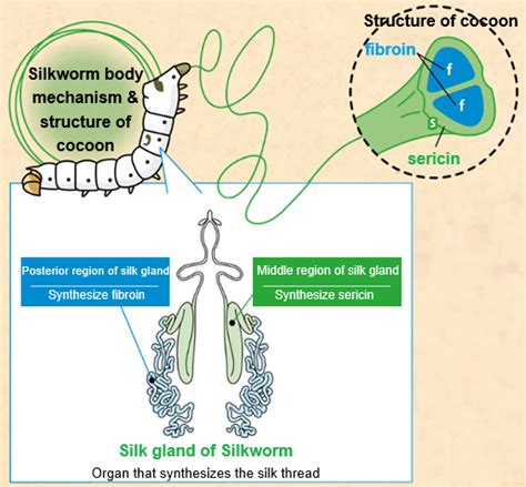 Secrets Of Silkworms Part 2 New Materials And New Industries