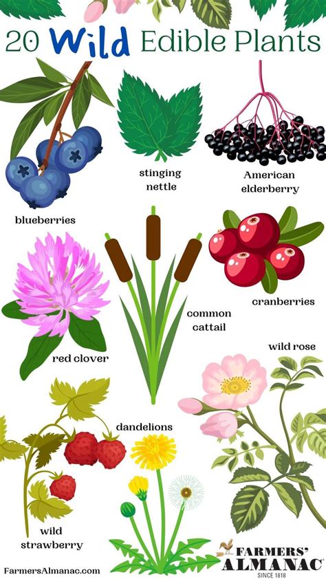 20 Wild Edible Plants Guide Medicinal Wild Plants Wild Foraging