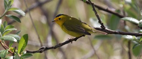 Delta Naturalists Outing To Tsawwassen Ferry Causeway And Reifel Bird