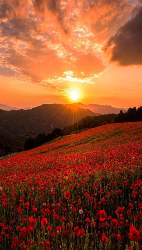 Vibrant Field Of Red Flowers At Sunset