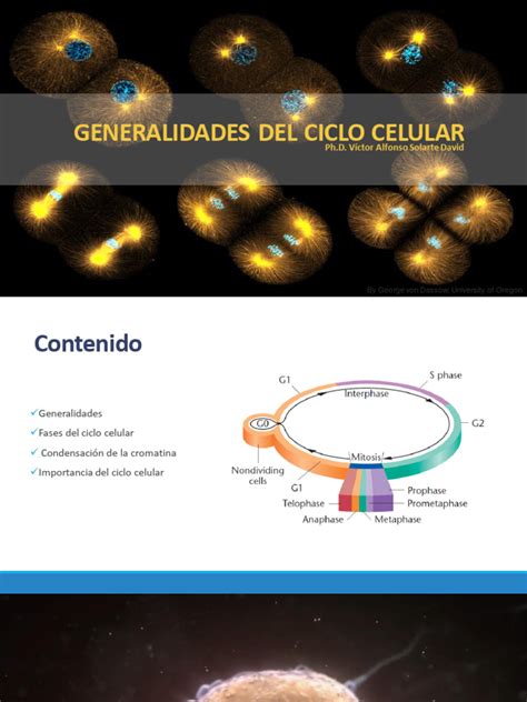 Ciclo Celular Y Proliferación Pdf Ciclo Celular Crecimiento Celular
