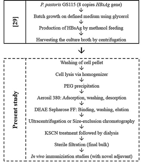 Schematic Process Flow Chart For Production And Purification