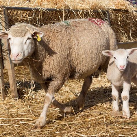 Mastitis In Small Ruminants Hipra