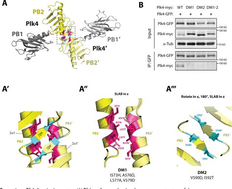 Figure 1 From Polo Like Kinase 4 Homodimerization And Condensate Formation Regulate Its Own