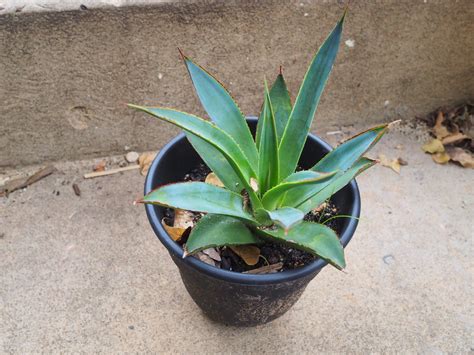 Wanted Agave Blue Glow Pups Trade Agaveville