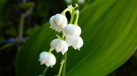 Lily Of The Valley Wallpapers 58 Images Wallpapercat