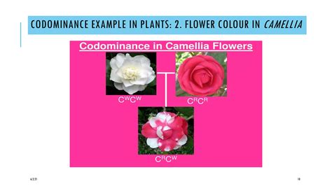 Plant Cytogeneticscodominace Ppt Pdf