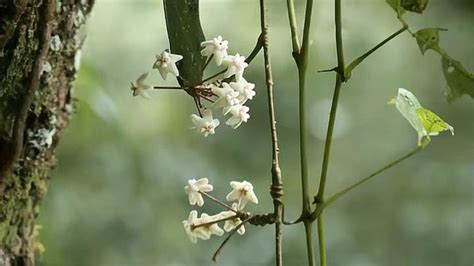 云南发现植物新物种高黎贡球兰科星球百度百科