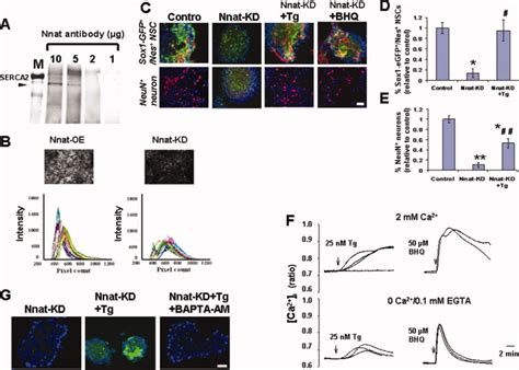 Nnat Action Is Via Ca2 Signaling Through Negatively Regulating Serca2