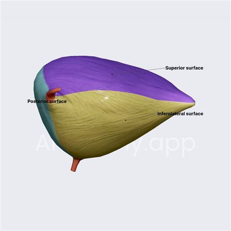Surfaces Of Urinary Bladder Anatomyapp