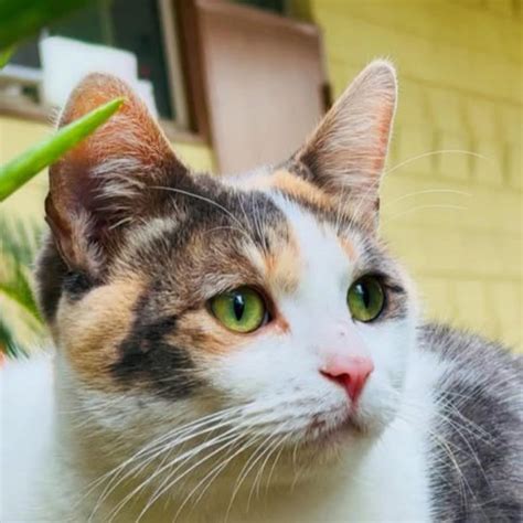 Meet Our Beautiful Ma Ma Cat She Is A Mom 🩵 အ မေဖြစ်သွားပြီ ကြောင် မေ