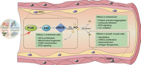 Pi3kakt Signaling And Neuroprotection In Ischemic Stroke Molecular