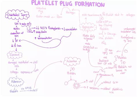 Platelet Plug Formation Primary Hemostasis Western Sydney University Edubirdie