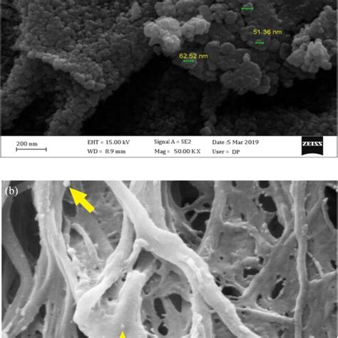 Fe‐sem Micrographs Of A Zno Nps And B Cs‐zno Nss Download