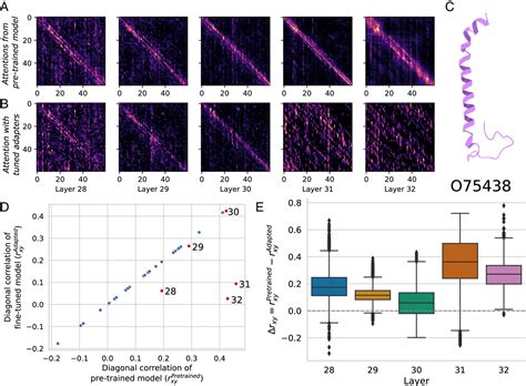Democratizing Protein Language Models With Parameter Efficient Fine Tuning Pnas