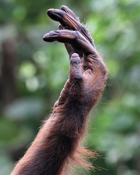 Gorilla Hand Artofit