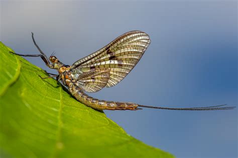 The Fascinating World Of The Mayfly Wildhunter Ie