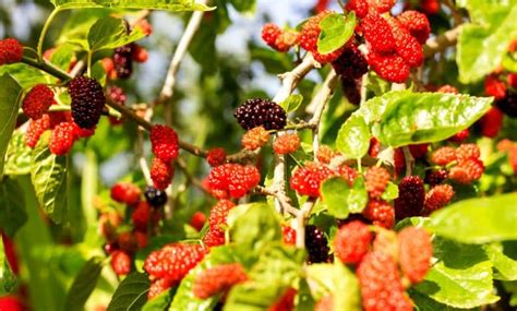 Nos 5 Conseils Dexpert Pour Bien Tailler Votre Mûrier Et Booster La Récolte Cet été