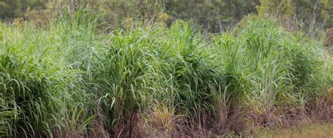 The Gamba Threat What Is Gamba Grass