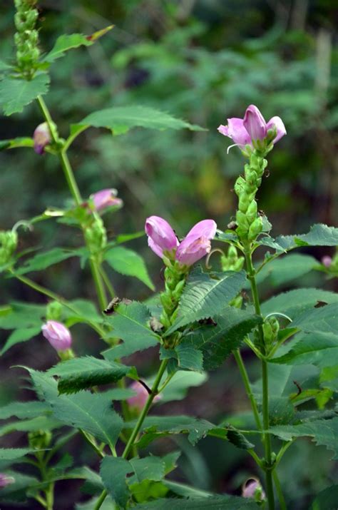 Zone Five And A Half Plants That Thrive Where The Sun Dont Shine